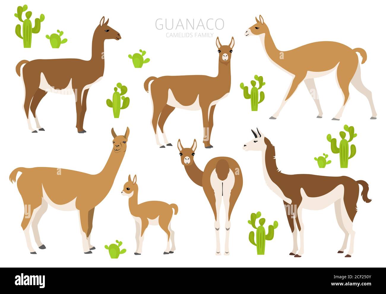 Camelids family collection. Guanaco graphic design. Vector illustration ...