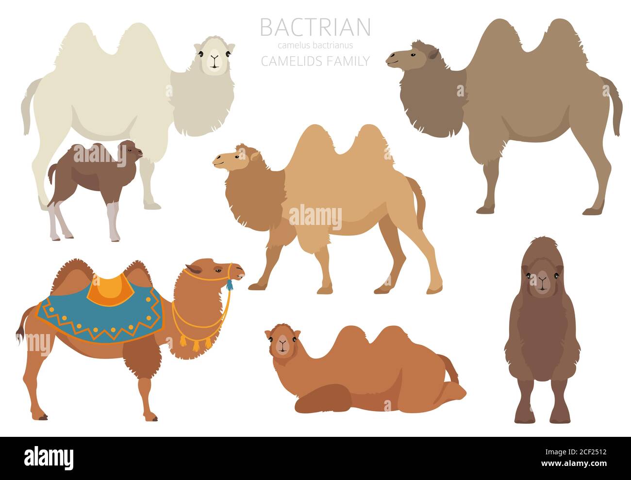 Camelids family collection. Bactrian camel infographic design. Vector ...