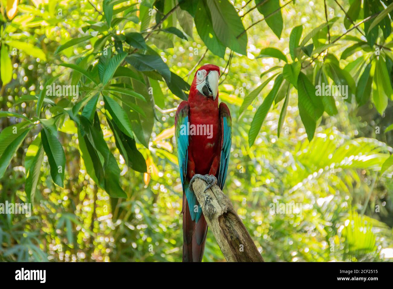 Colored parrot hi-res stock photography and images - Alamy