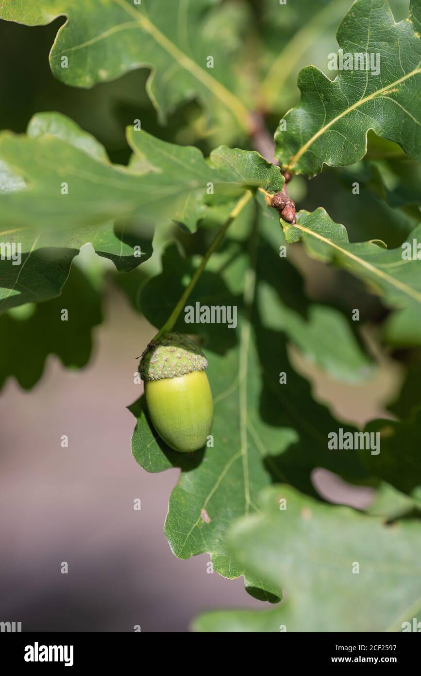 oak tree with acorns. The season for the acorn is now in September ...