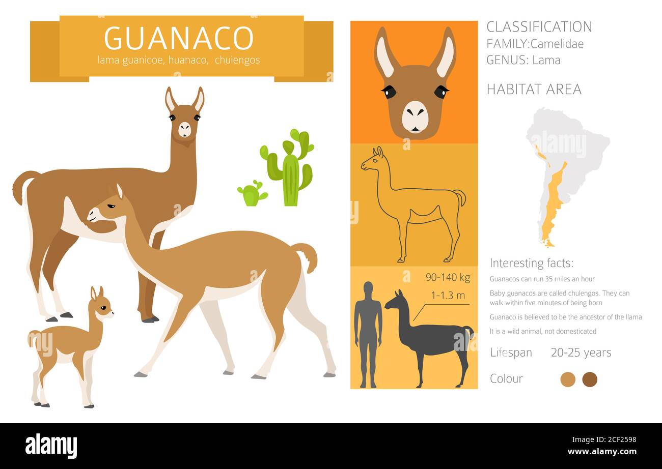 Camelids family collection. Guanaco graphic design. Vector illustration ...