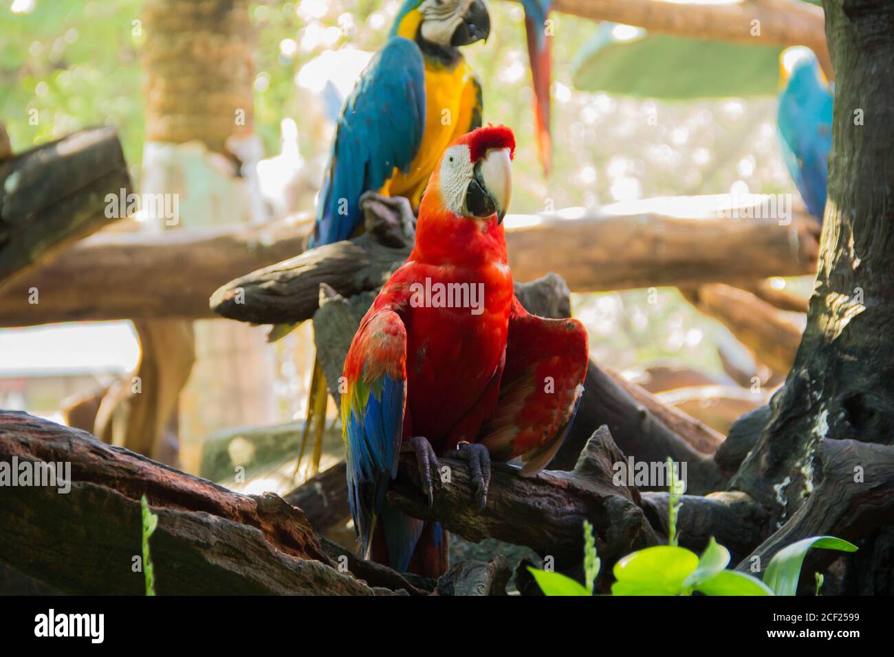 red and yellow colorful parrots back to back in tropical forest Stock ...