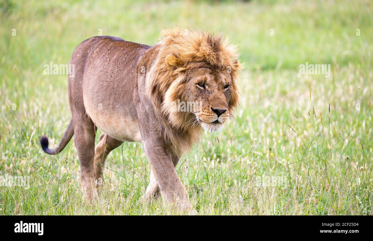 Big male lion hi-res stock photography and images - Alamy