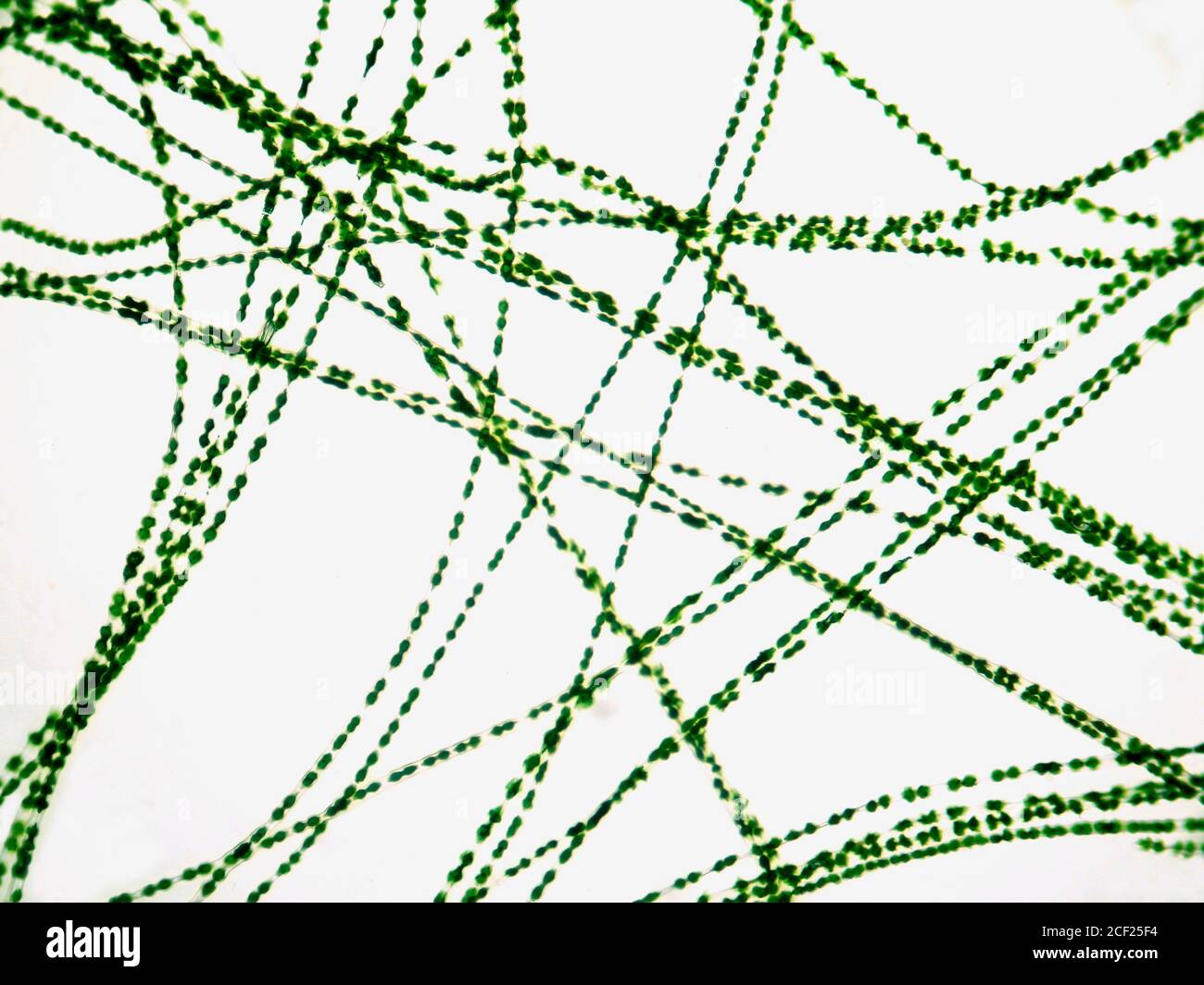 Green algae microscope hi-res stock photography and images - Alamy