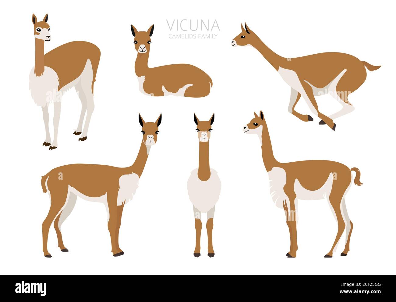 Camelids family collection. Vicuna graphic design. Vector illustration ...