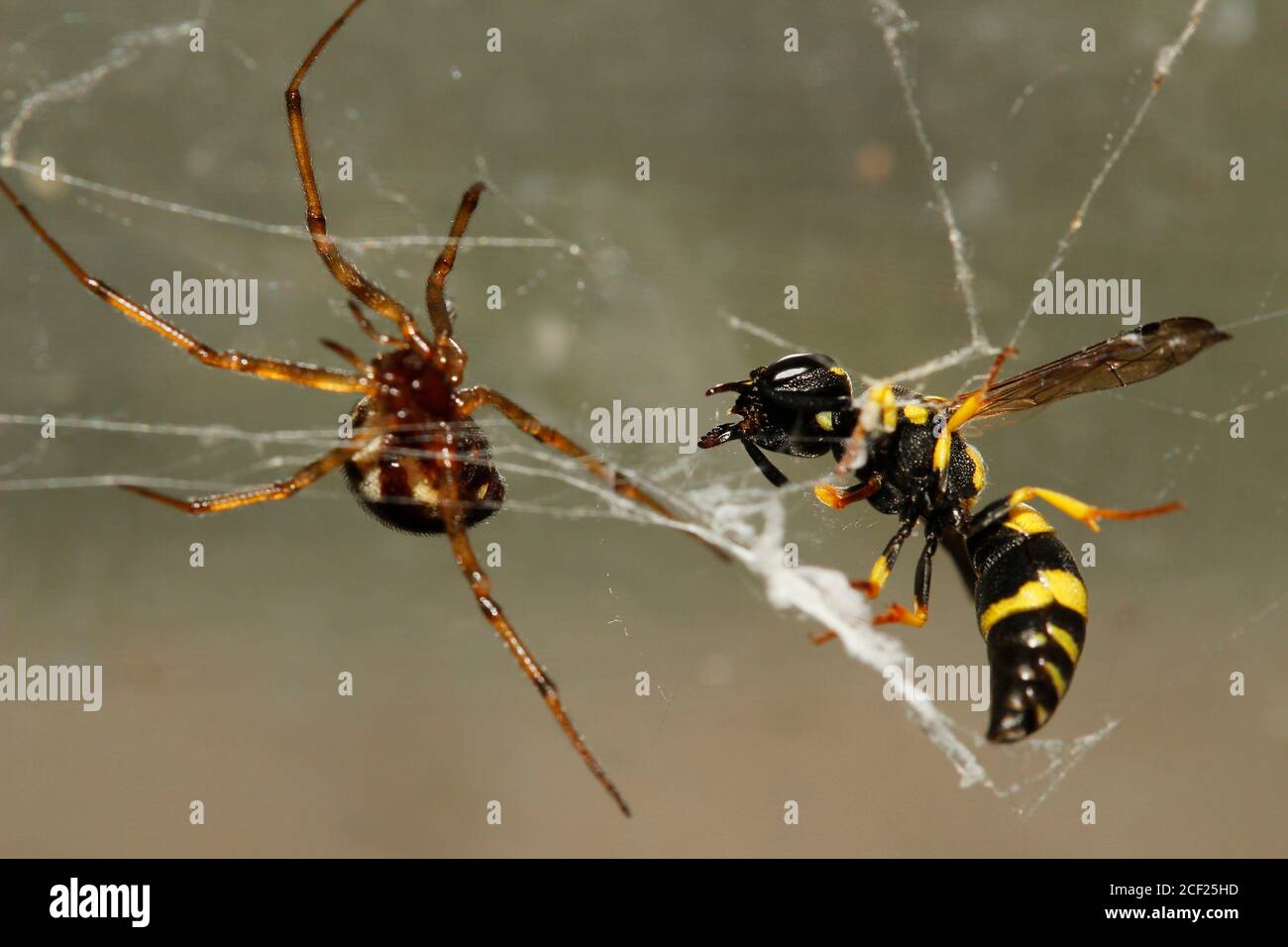 Spider hunting wasp hi-res stock photography and images - Alamy