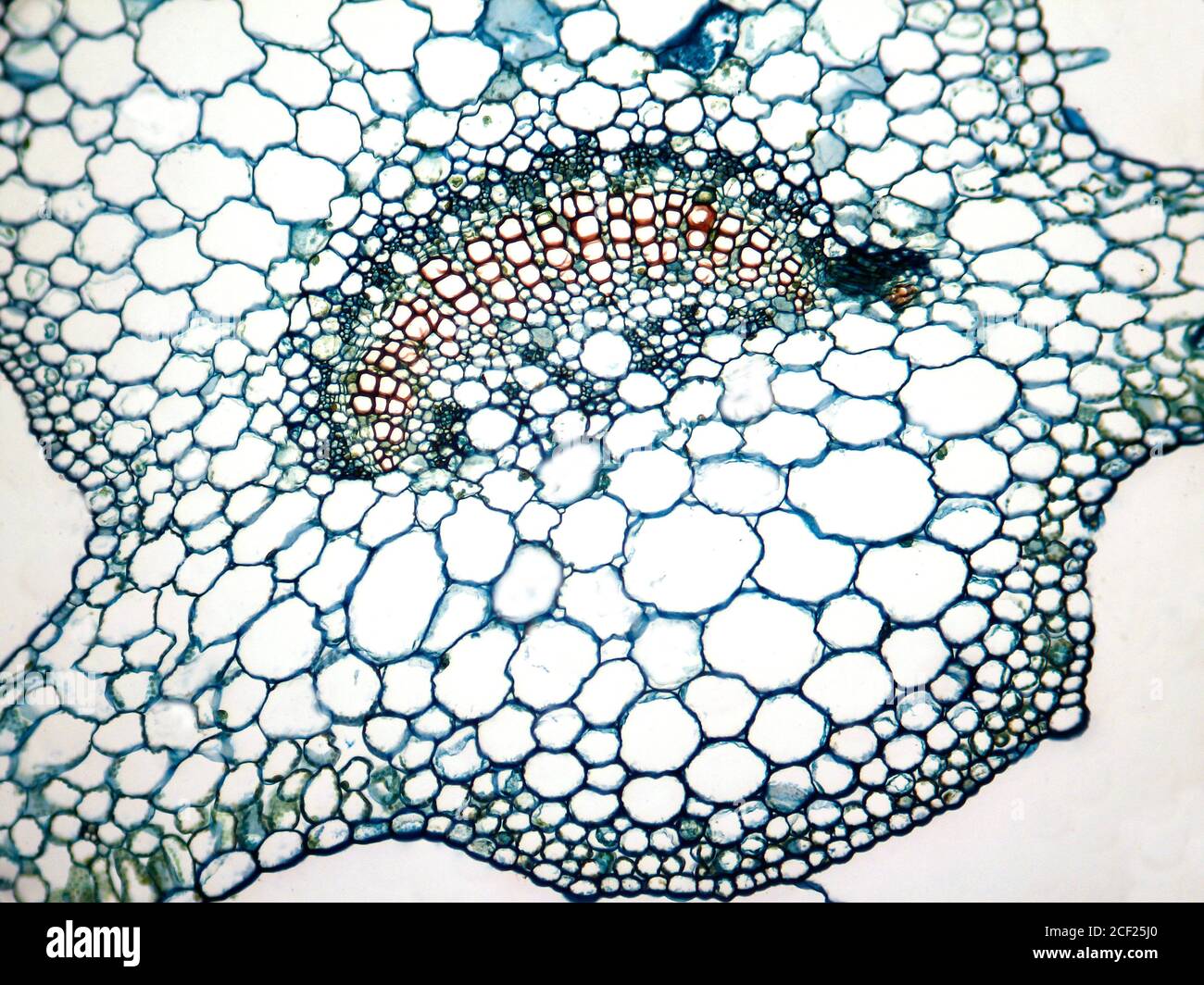 Tobacco leaf cell hi-res stock photography and images - Alamy