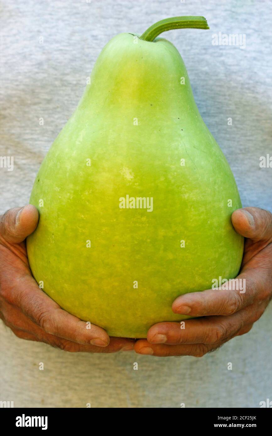Calabash fruit hi-res stock photography and images - Alamy
