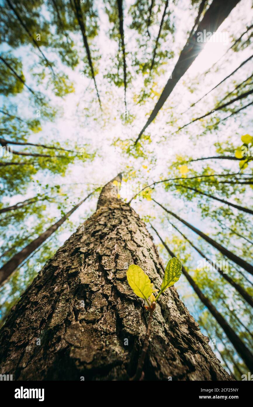 Tree trunk bottom view hi-res stock photography and images - Alamy