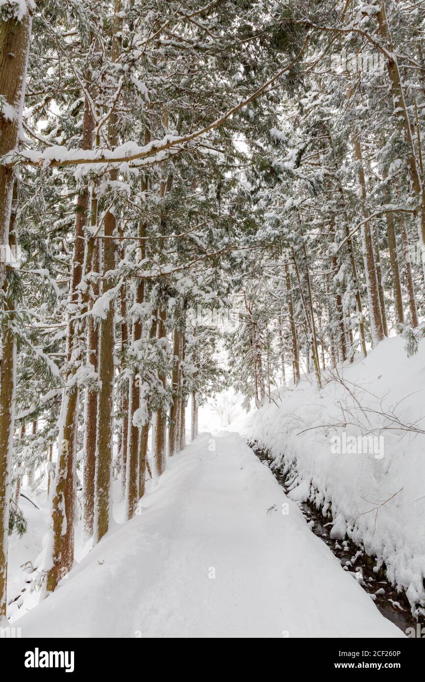 Pine Tree Forest Japan High Resolution Stock Photography and Images - Alamy