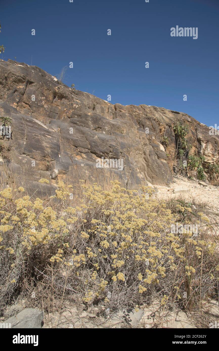Macela Medicinal Plant in the Stone Hills in Brazil Stock Photo - Alamy