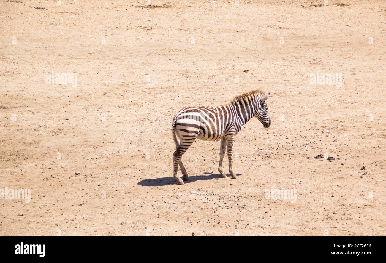 Zebras walk in nature zoo hi-res stock photography and images - Alamy