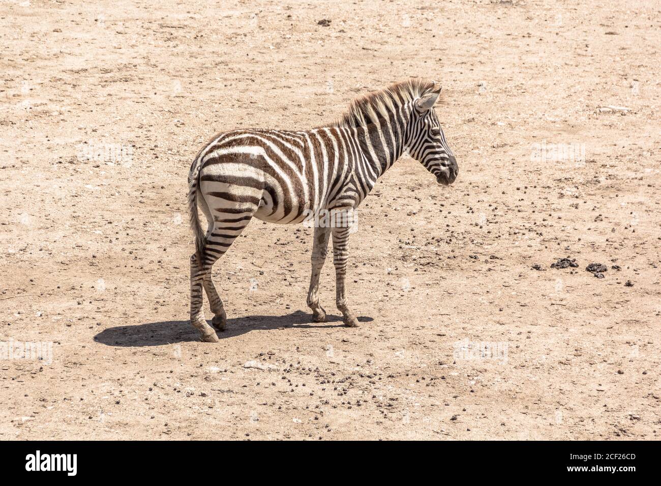Zebra walking in the zoo Stock Photo - Alamy