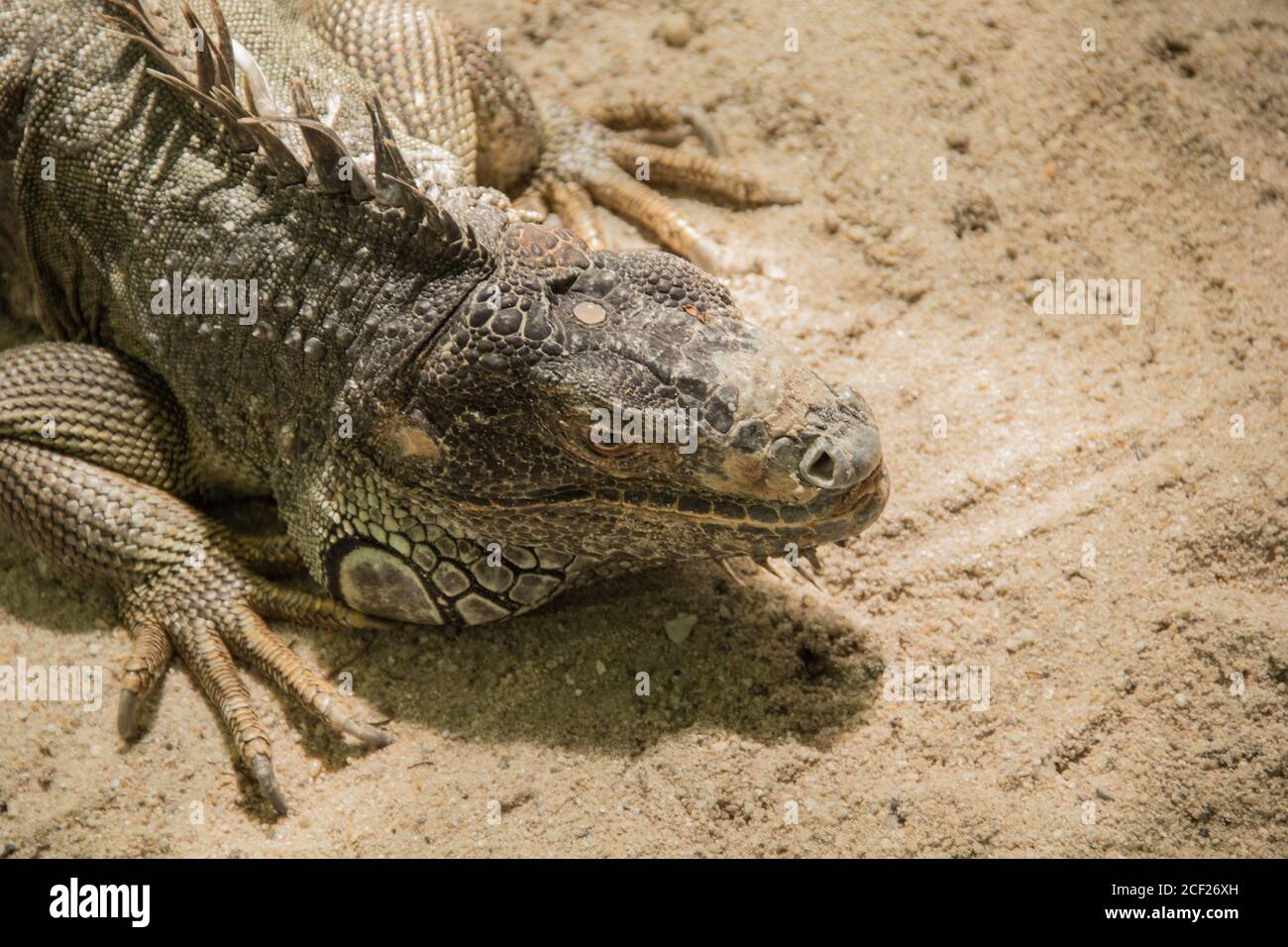 Iguana crawling in terrarium hi-res stock photography and images - Alamy