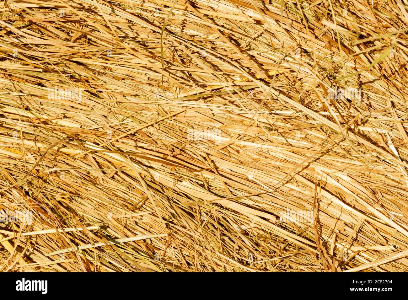 dry yellow hay in the bright sun. background for design Stock Photo - Alamy
