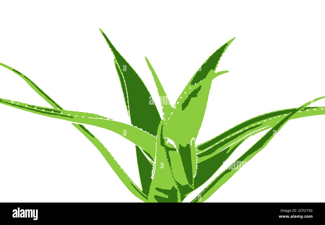 Genus aloe hi-res stock photography and images - Alamy