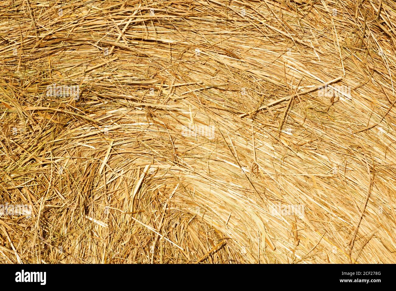 dry yellow hay in the bright sun. background for design Stock Photo - Alamy