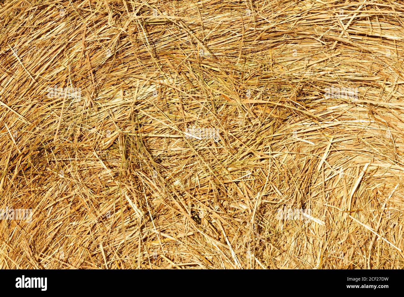 dry yellow hay in the bright sun. background for design Stock Photo - Alamy