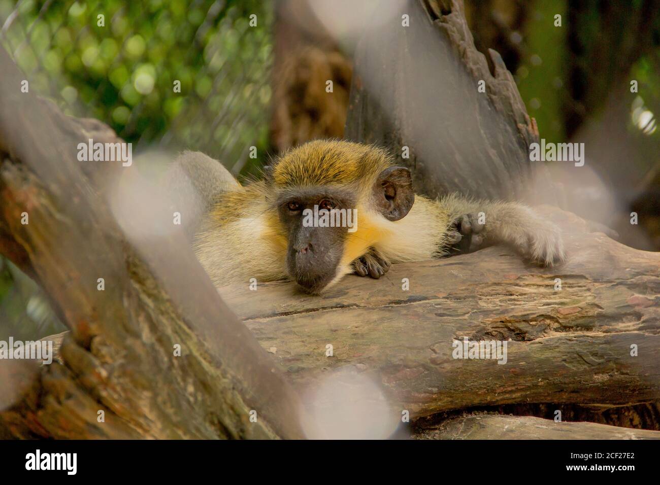 Safari world hi-res stock photography and images - Alamy