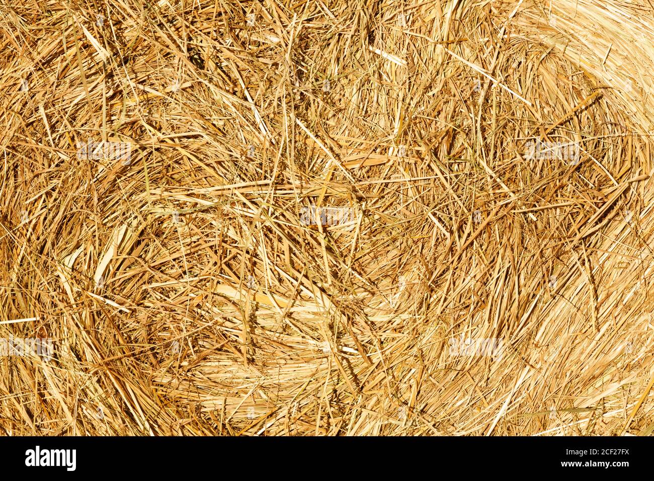 dry yellow hay in the bright sun. background for design Stock Photo - Alamy