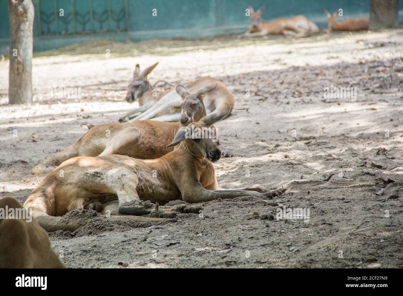 Kangaroo in zoo Stock Photo - Alamy