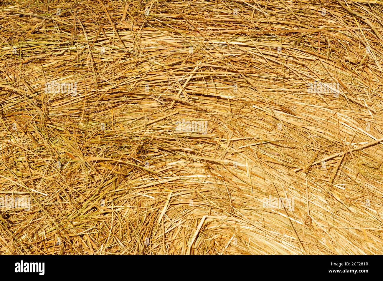 dry yellow hay in the bright sun. background for design Stock Photo - Alamy