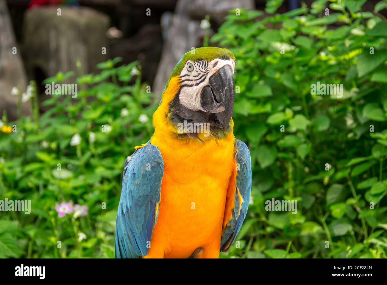 Parrot tropical bird icon hi-res stock photography and images - Alamy