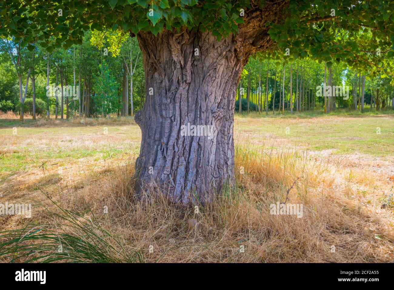 Tree with big trunk hi-res stock photography and images - Alamy