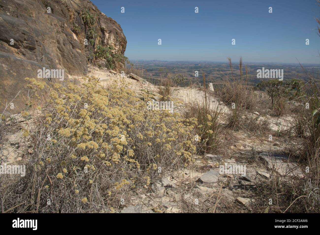 Macela Medicinal Plant in the Stone Hills in Brazil Stock Photo - Alamy