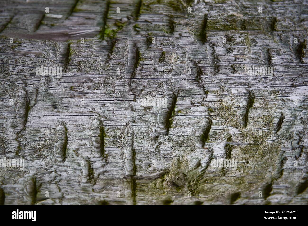 Unusual surface structure of an old tree Stock Photo - Alamy