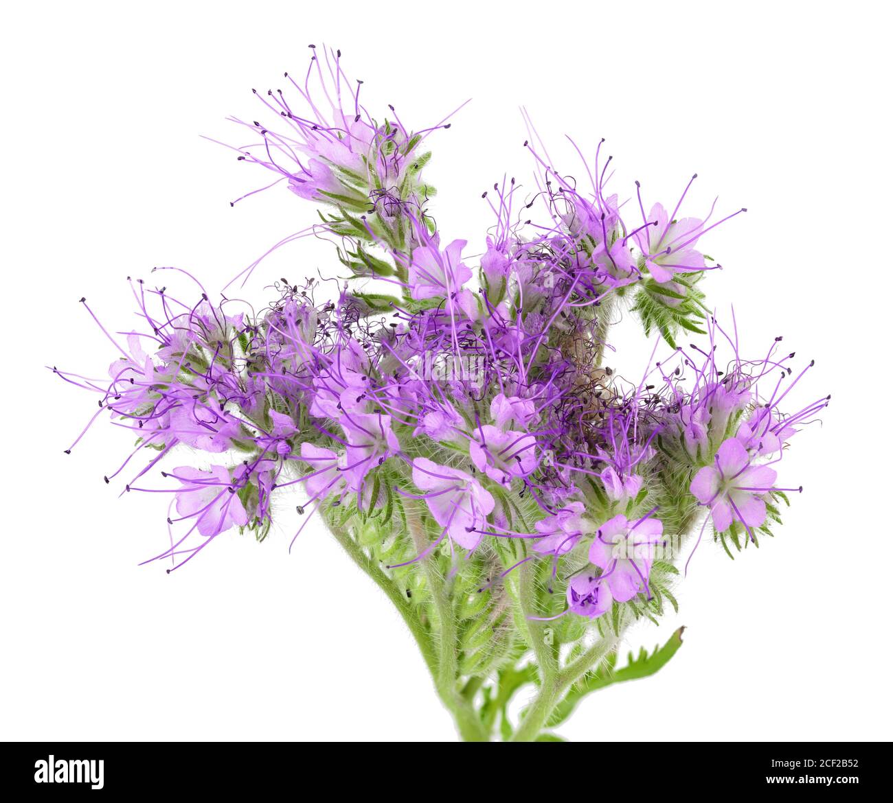 Phacelia flower isolated on white background with full depth of field ...