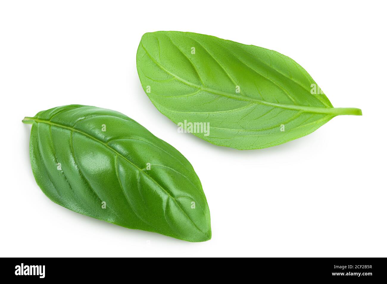Fresh basil leaf isolated on white background with clipping path and ...