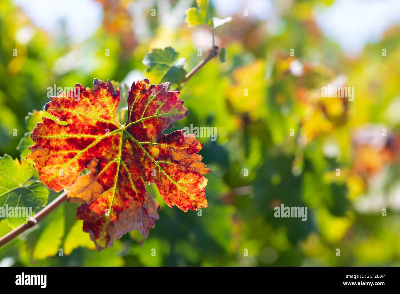 Autumn grapes leaves hi-res stock photography and images - Alamy