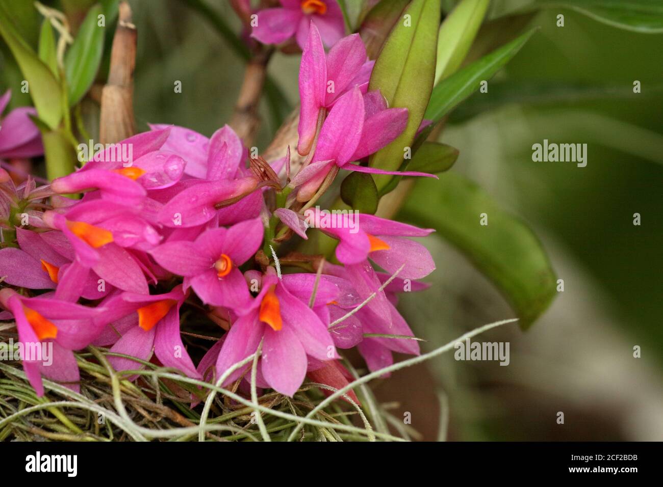 Dendrobium species hi-res stock photography and images - Alamy