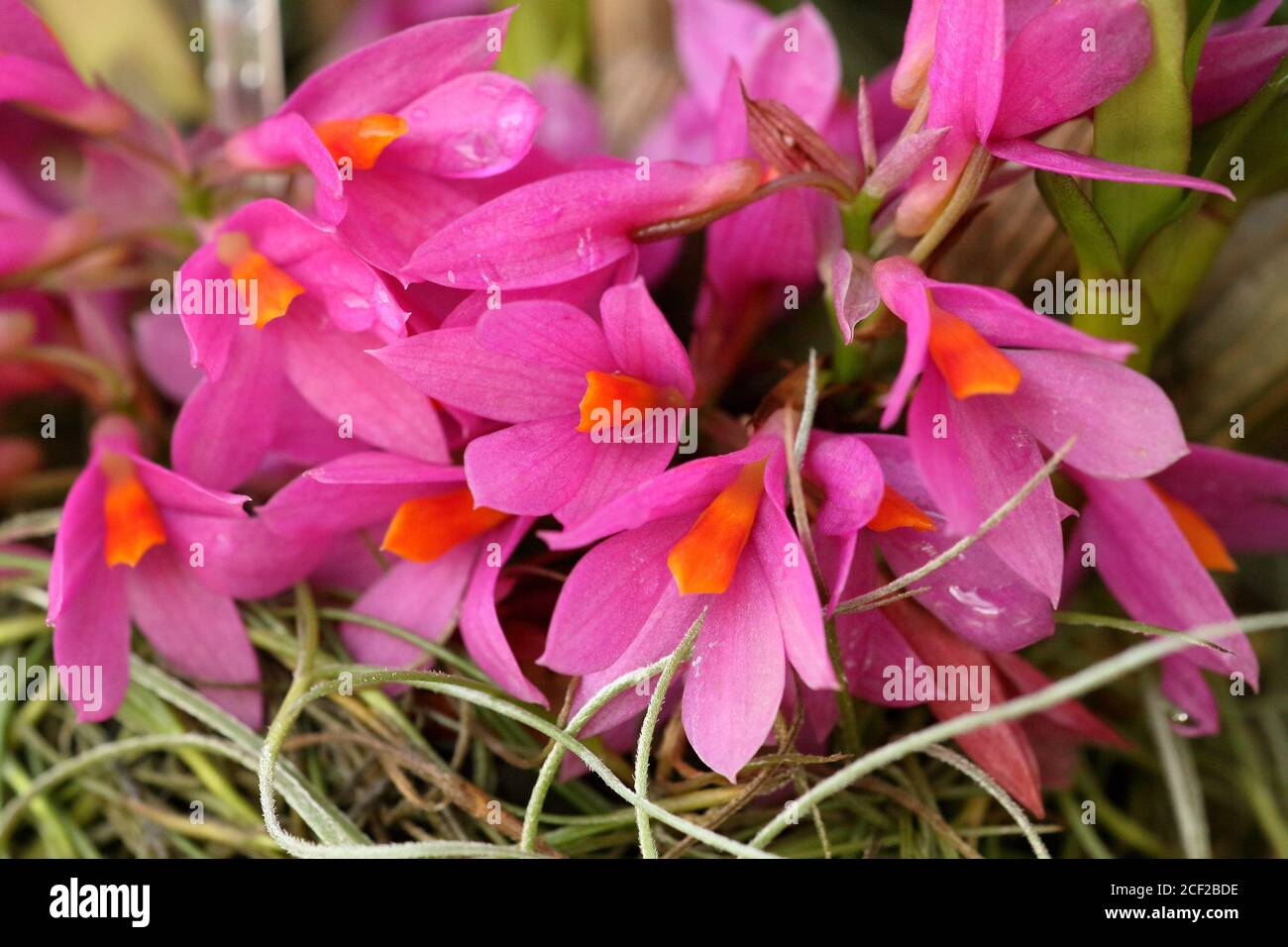 Toothbrush flower hi-res stock photography and images - Alamy