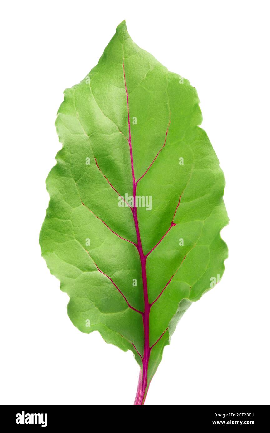 Beetroot leaf isolated on white background with clipping path Stock ...