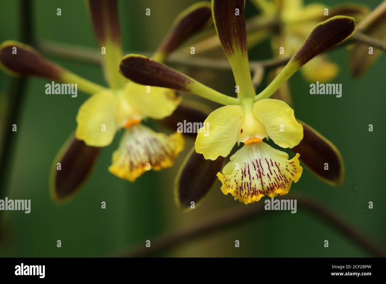 Encyclia Orchid High Resolution Stock Photography and Images - Alamy