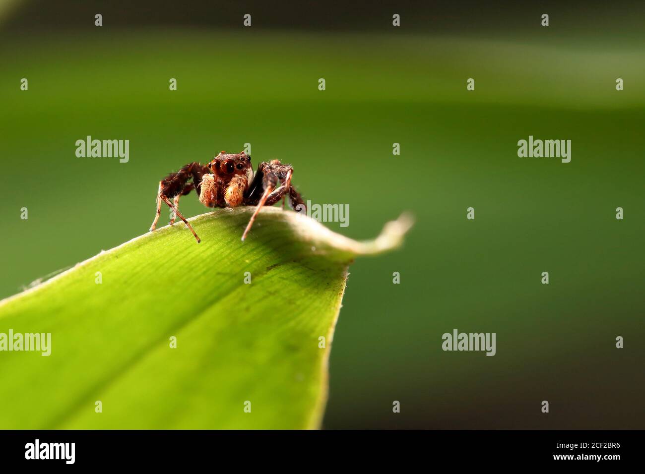 Green jumper spider hi-res stock photography and images - Alamy