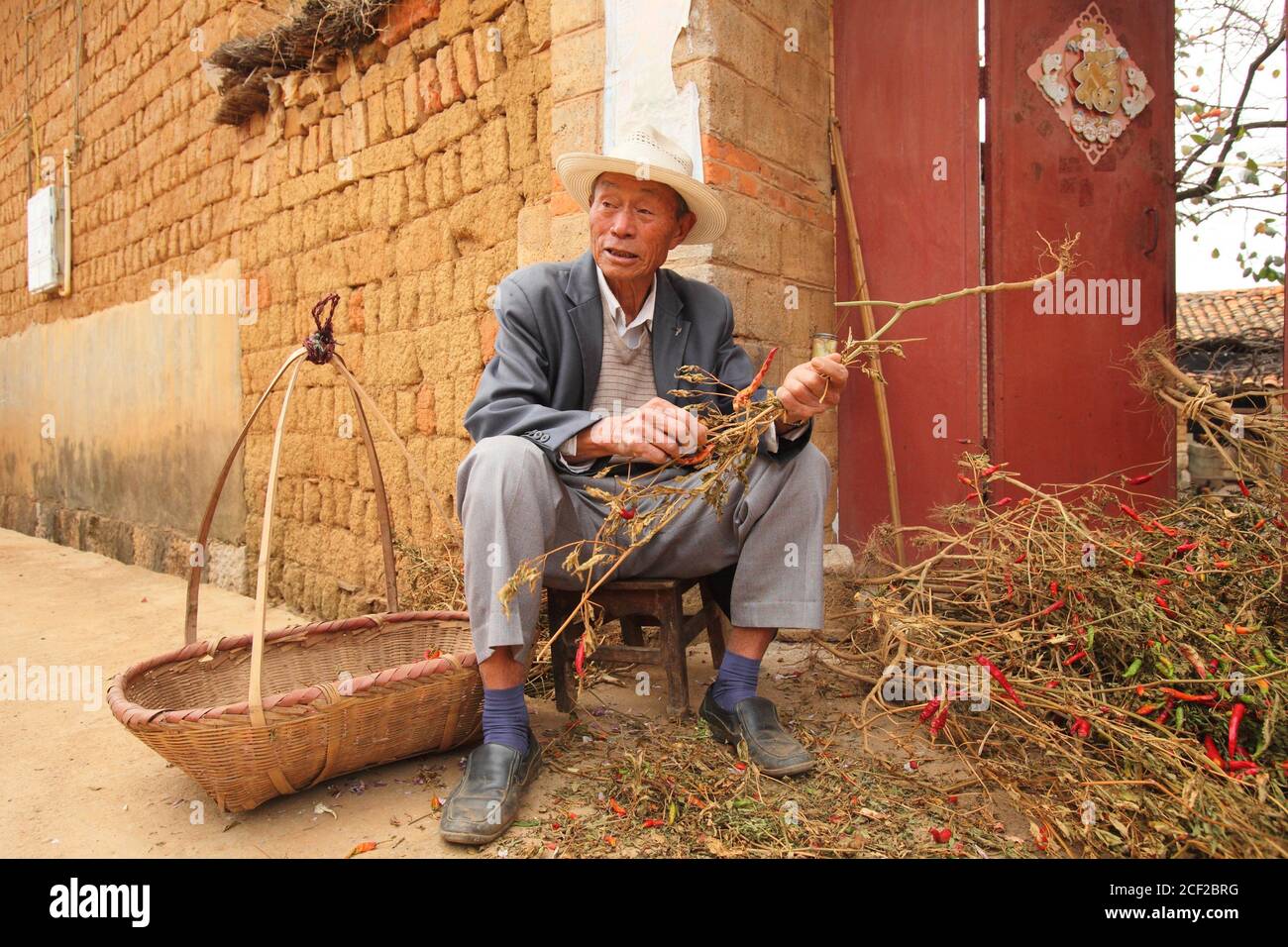 The process of making dried chili (papper) at Qiubei Puzhehei wetlands ...