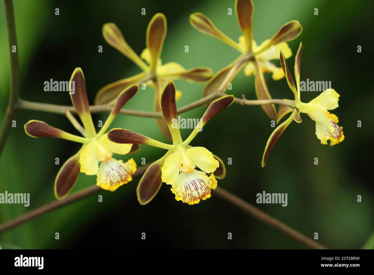 Inside flower picture hi-res stock photography and images - Alamy