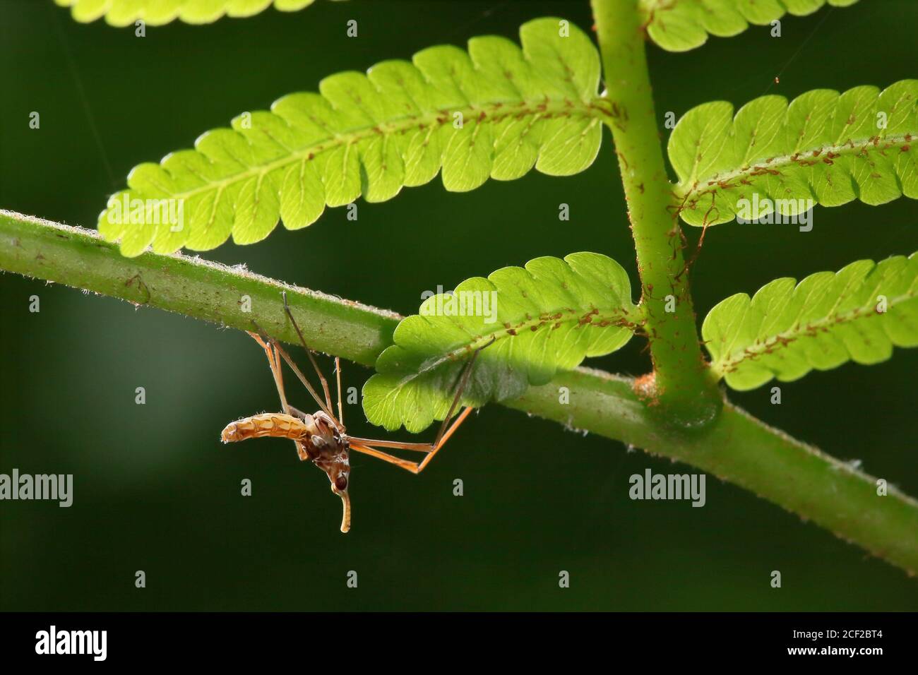 Insect borneo hi-res stock photography and images - Alamy