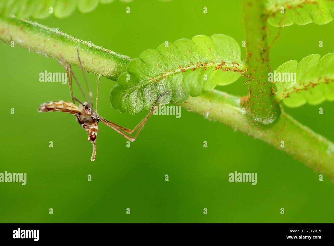 Borneo insect hi-res stock photography and images - Alamy