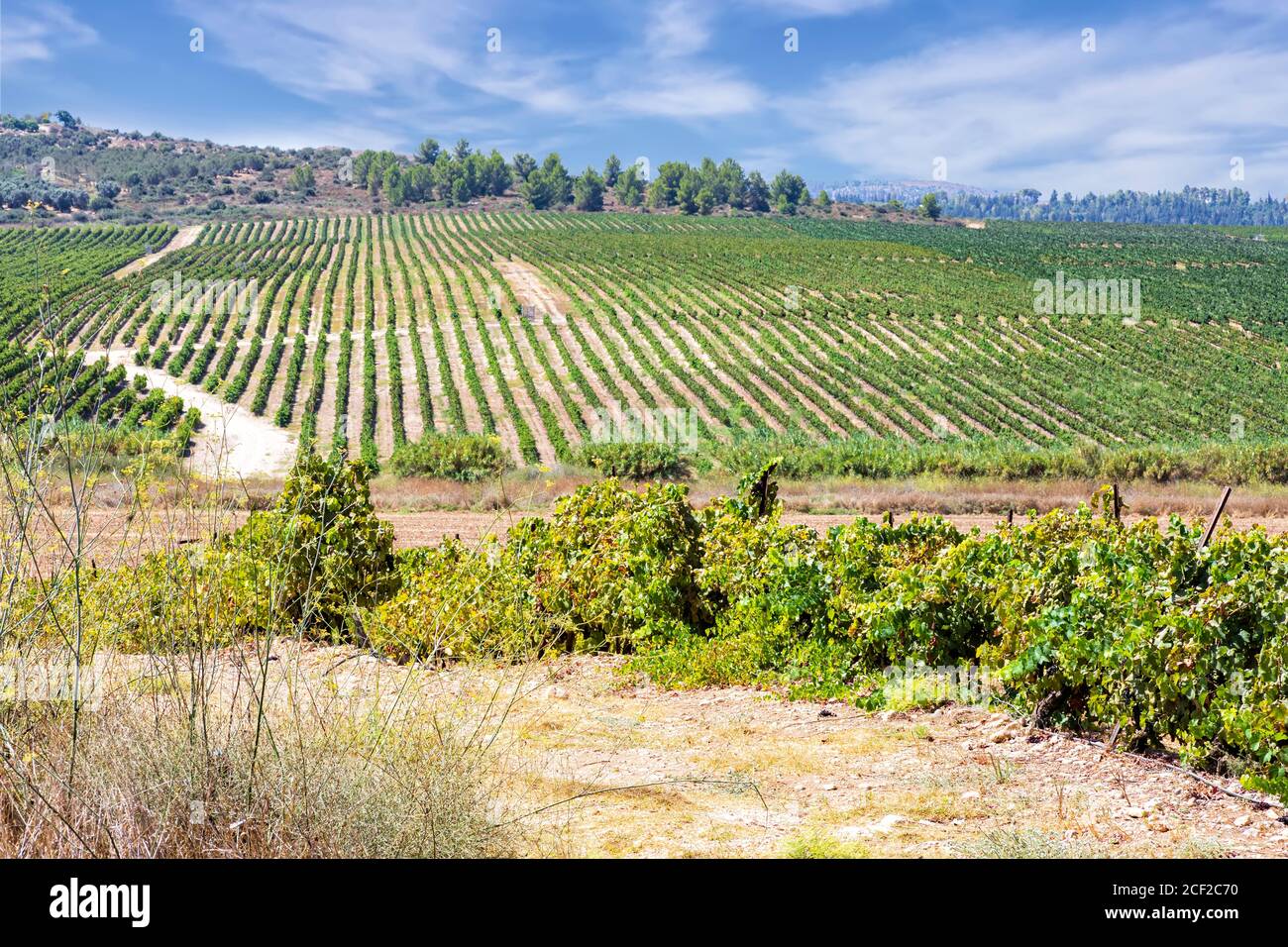 View of a vineyard with rows of vines against a blue sky with clouds ...