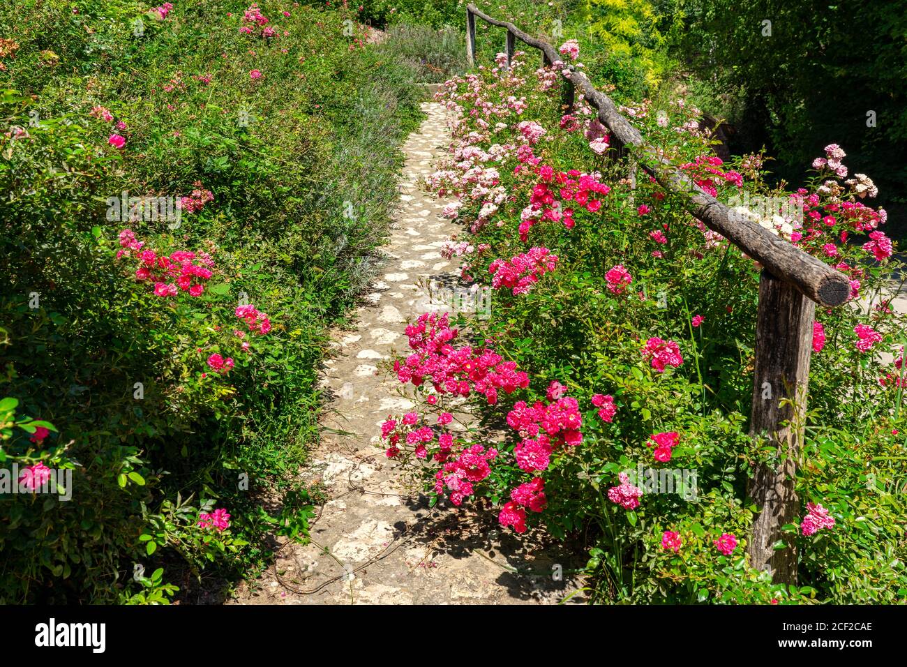 Pink walk hi-res stock photography and images - Alamy