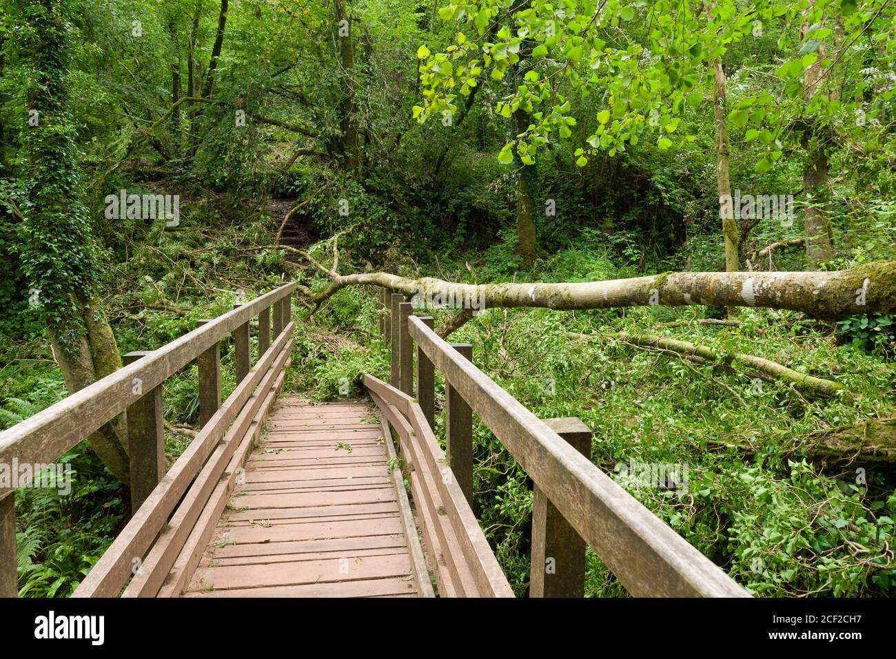 A European Ash tree which has fallen onto a footbridge over the Mells ...
