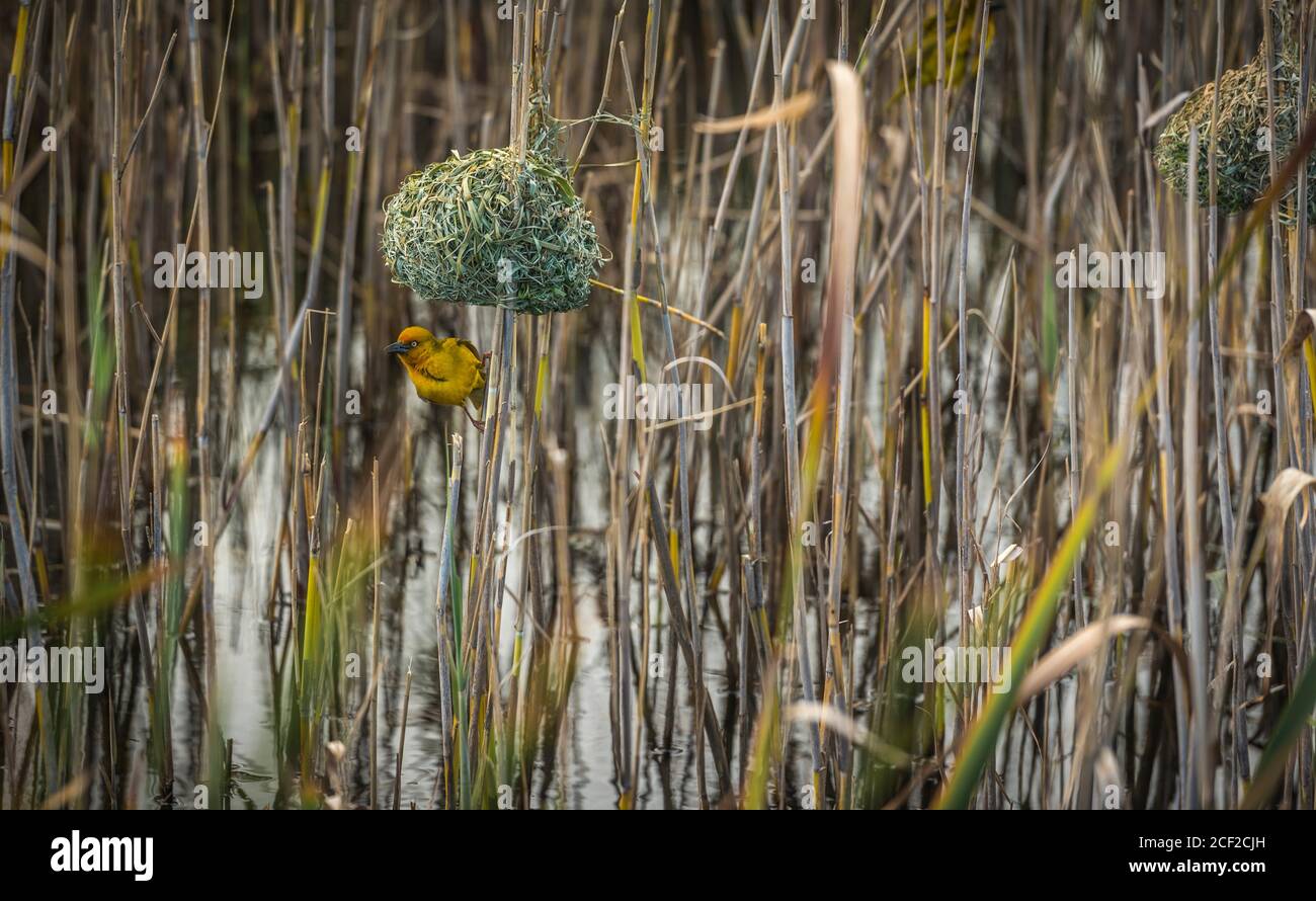 Coastal wetland hi-res stock photography and images - Alamy