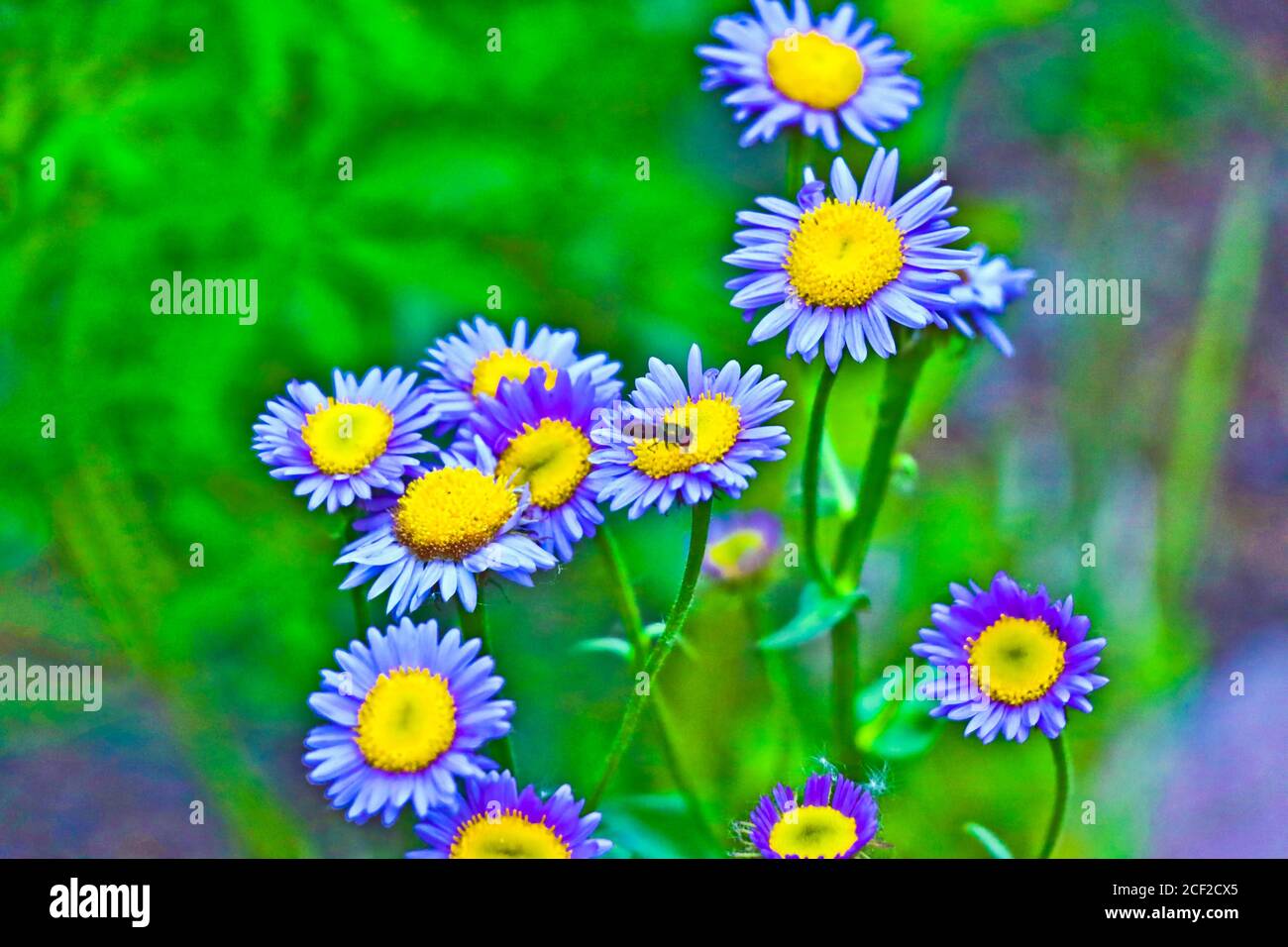 Aster wildflowers hi-res stock photography and images - Alamy