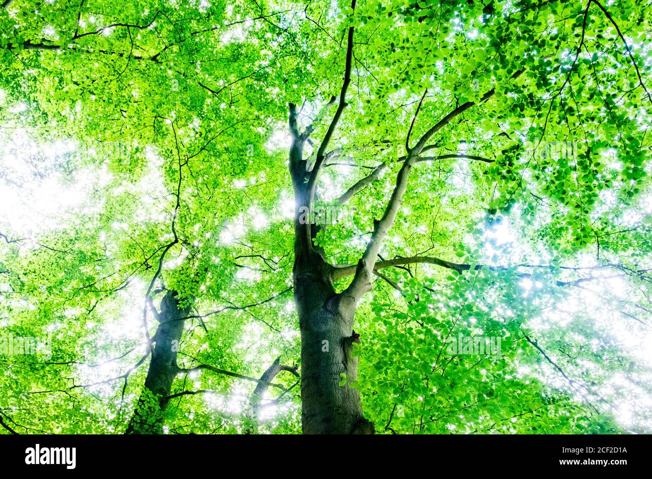 Treetops seen from below with sunlight shining through the green leaves ...