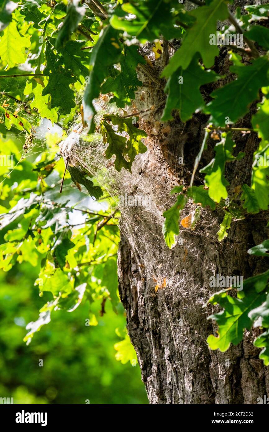 Processionary moth nest oak hi-res stock photography and images - Alamy