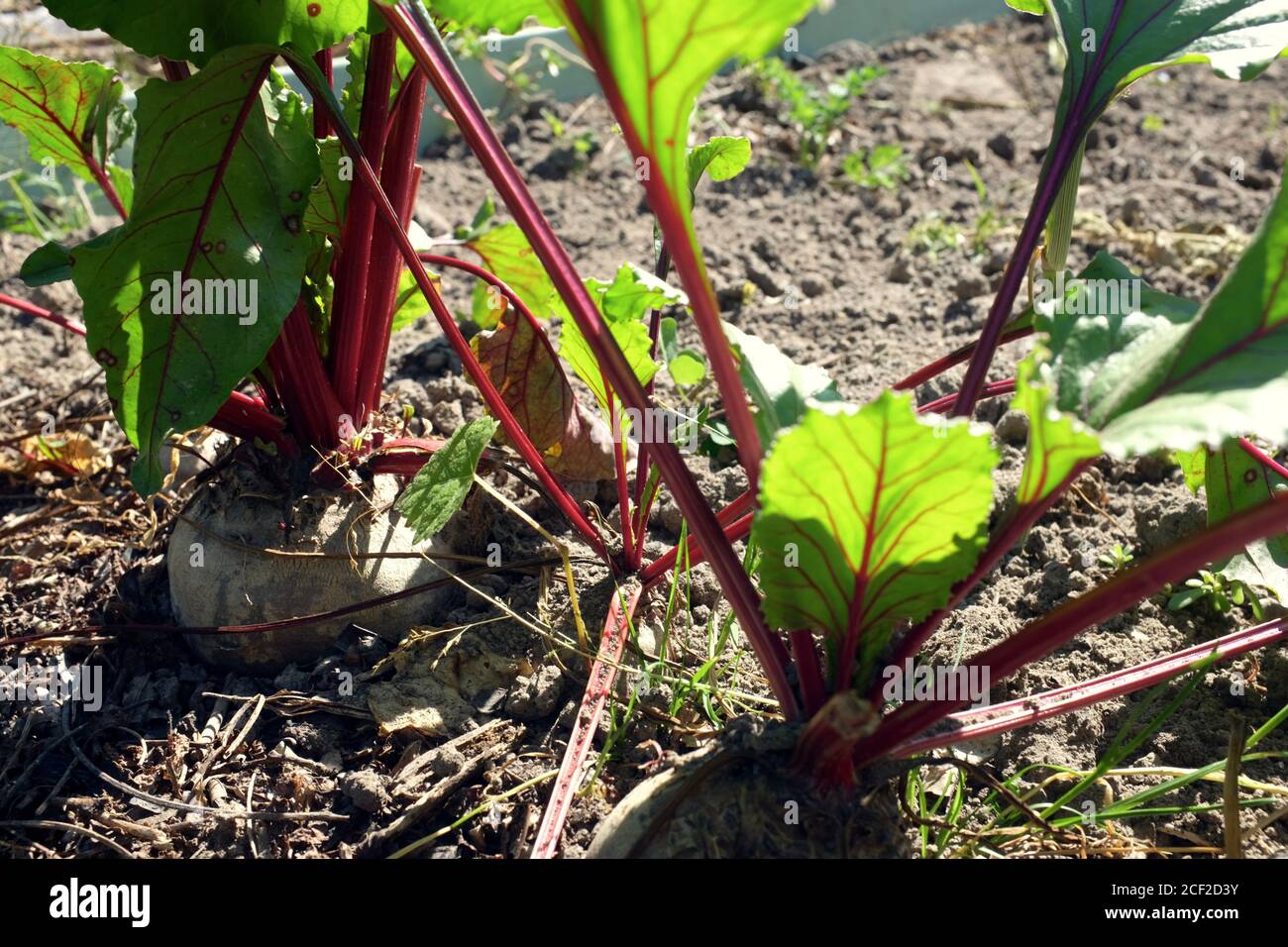 Beets grow on the ground. Vegetable garden and harvest concept Stock ...